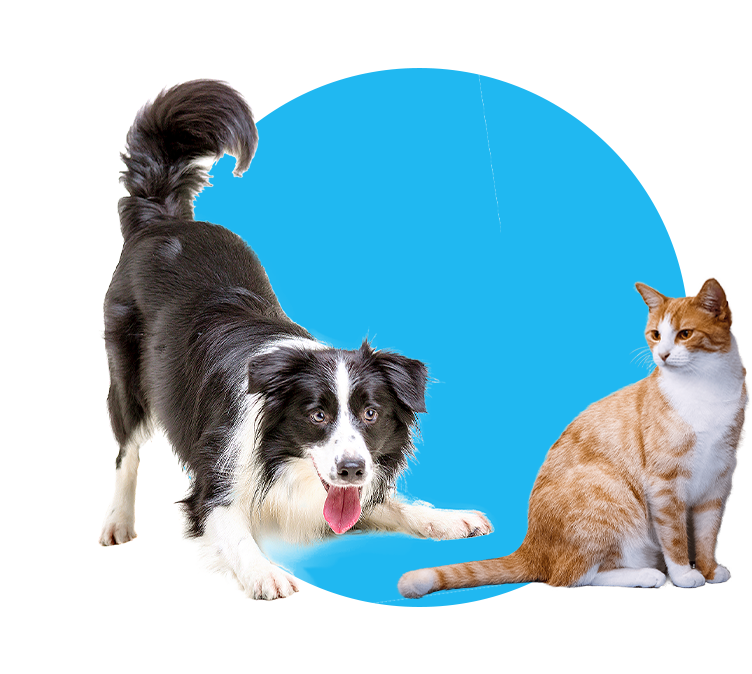 Pet Express - Petcare HTML 5 Website Template